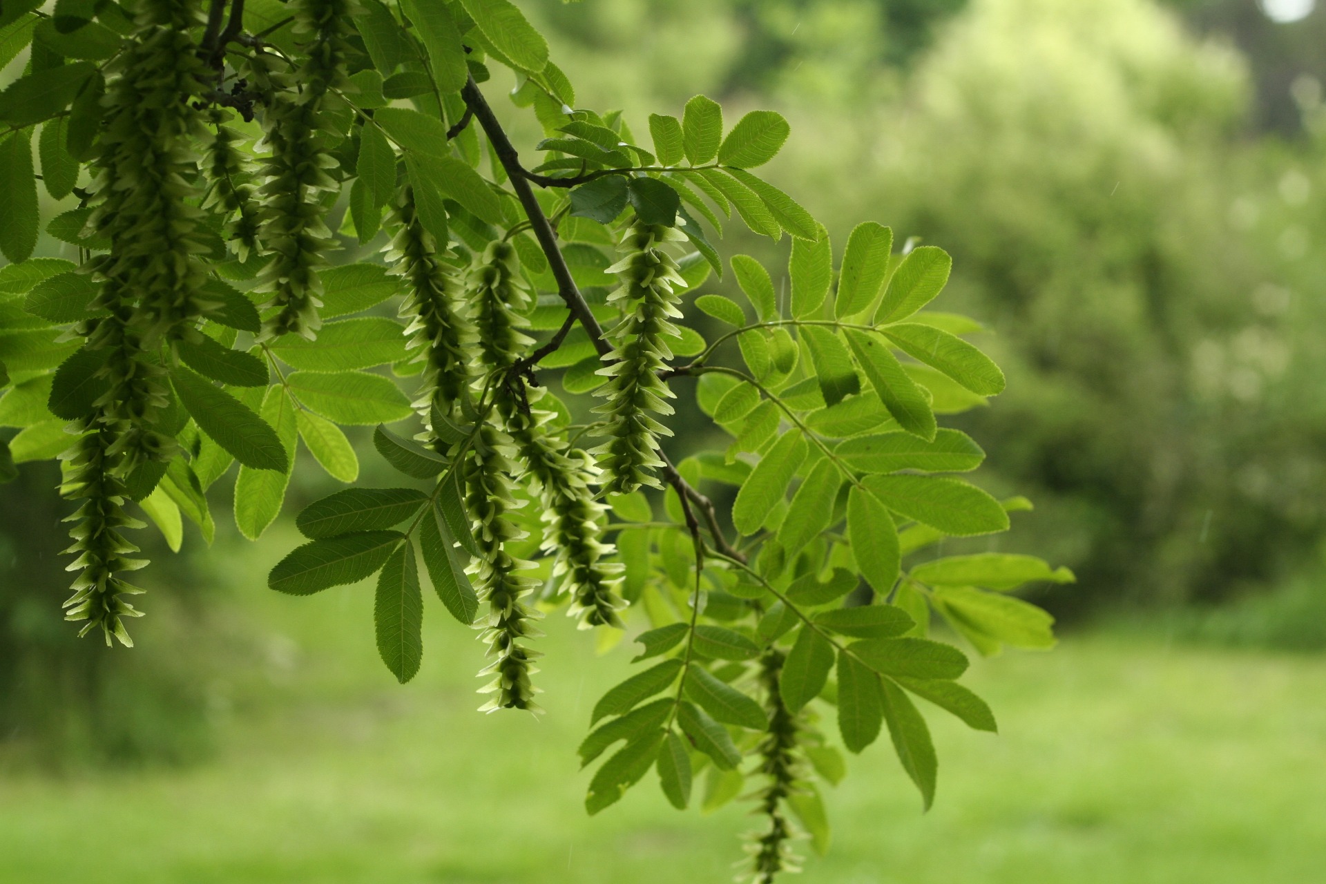 Ořeže.me - Profesionální Arboristika | Řez Stromů | Služby